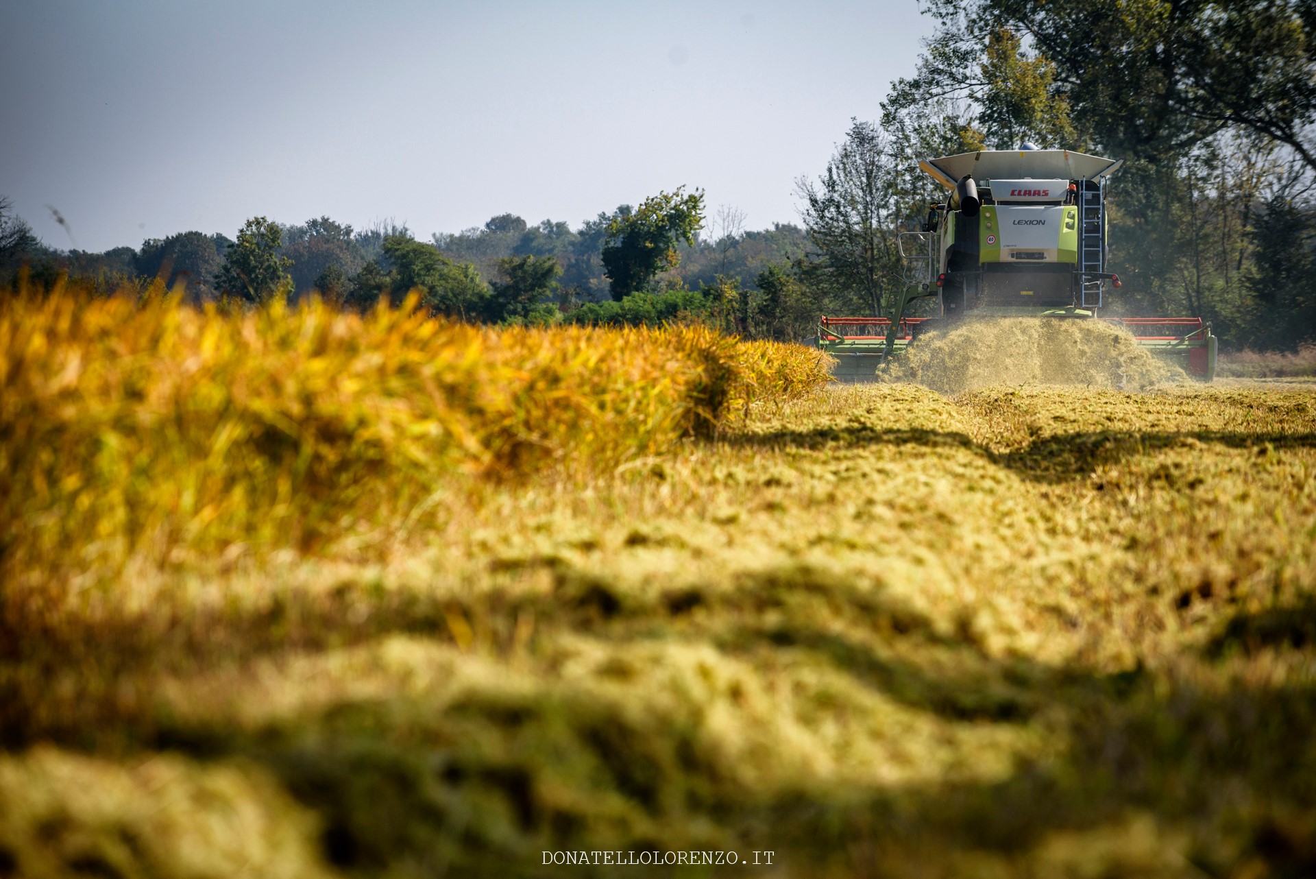 Our Focus on Food Safety: The example of Arsenic in Rice - Ziegler ...